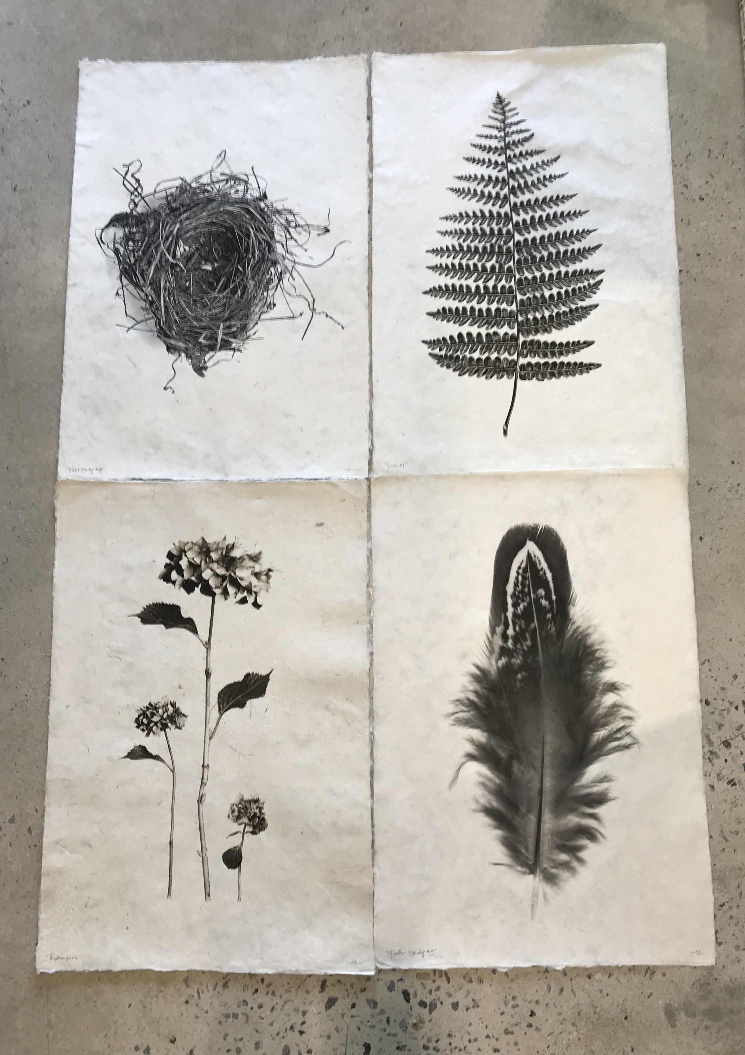 Nature Prints - Form & Function - Asheville NC