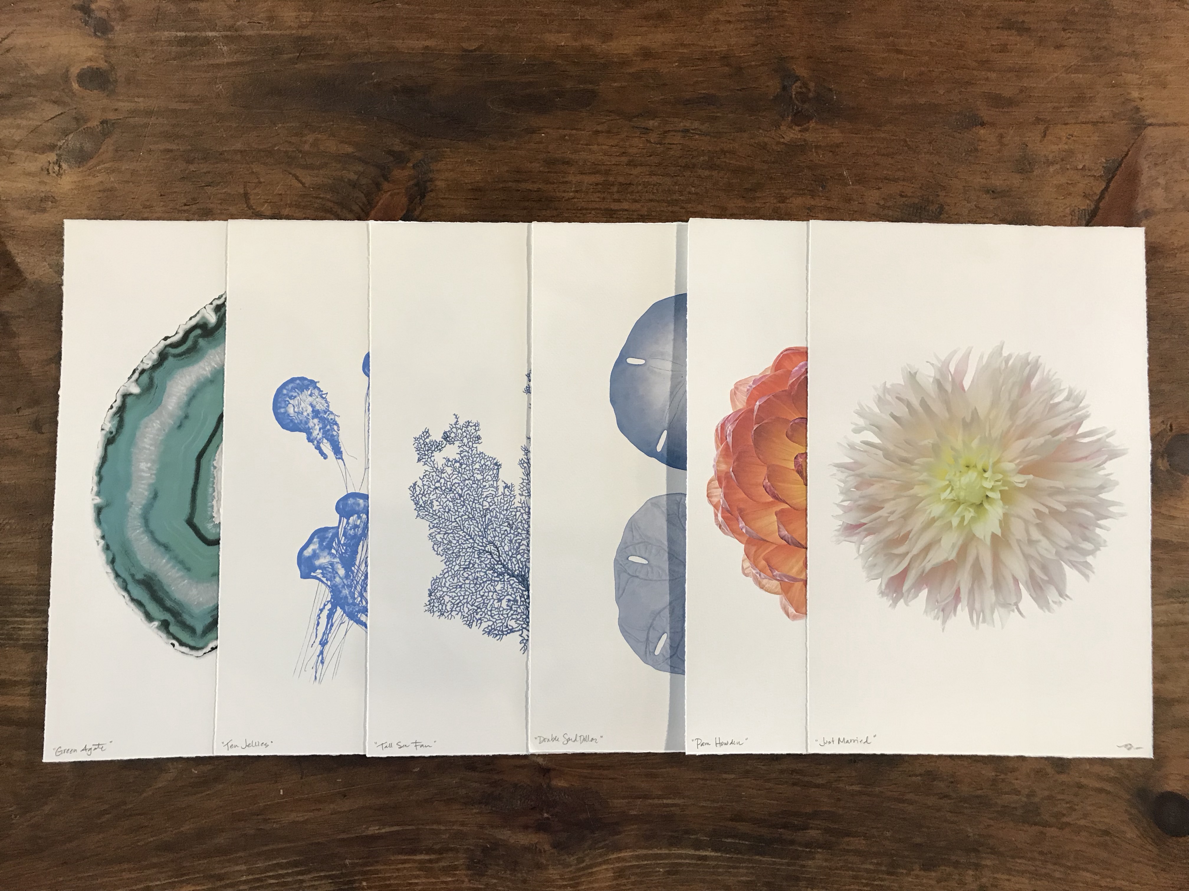 Small Nature Prints - Form & Function - Asheville NC